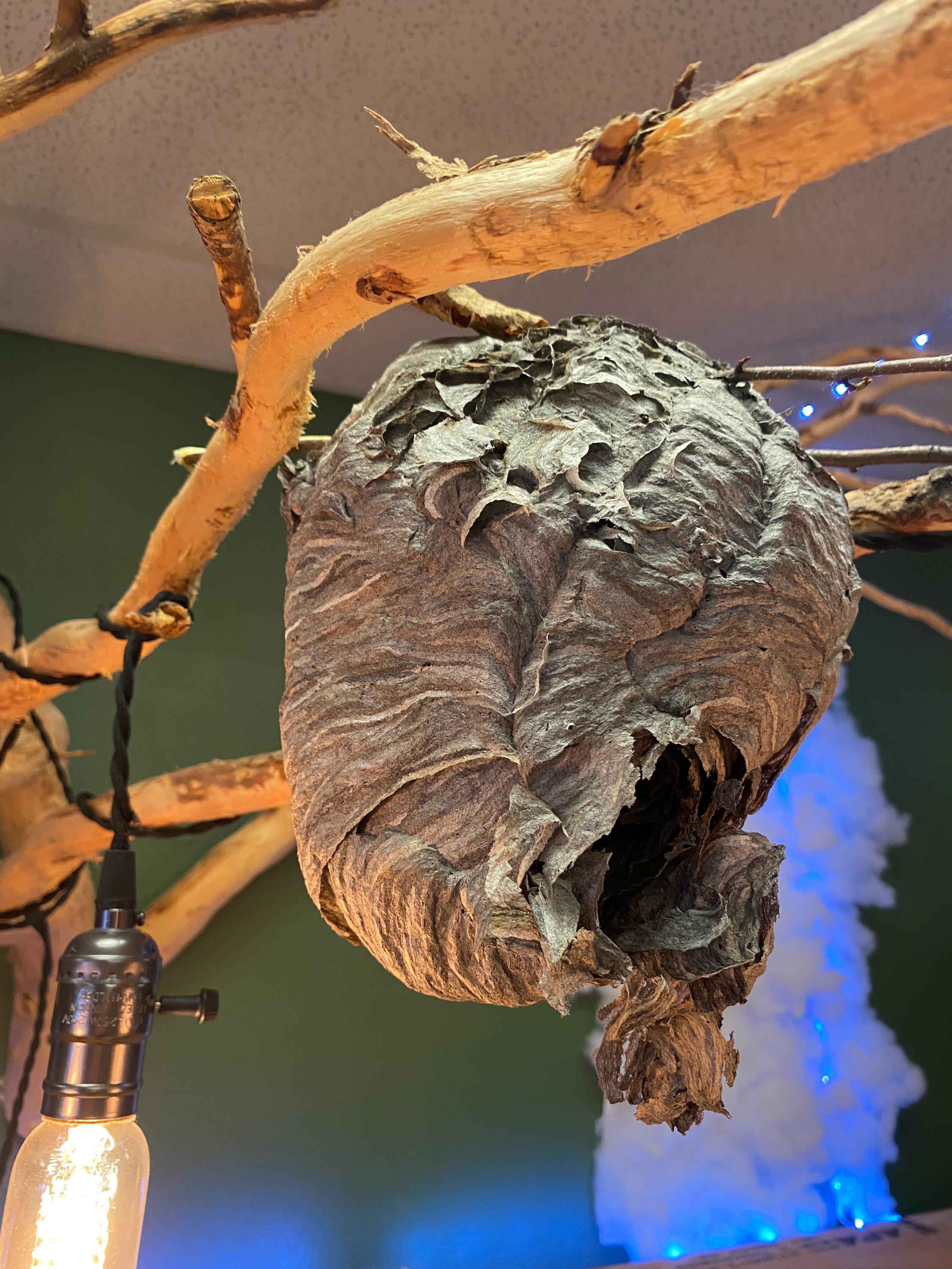 Large Hornets Nest, Bee, Paper Wasp, Honeycomb, Beehive, Oddities, Art ...