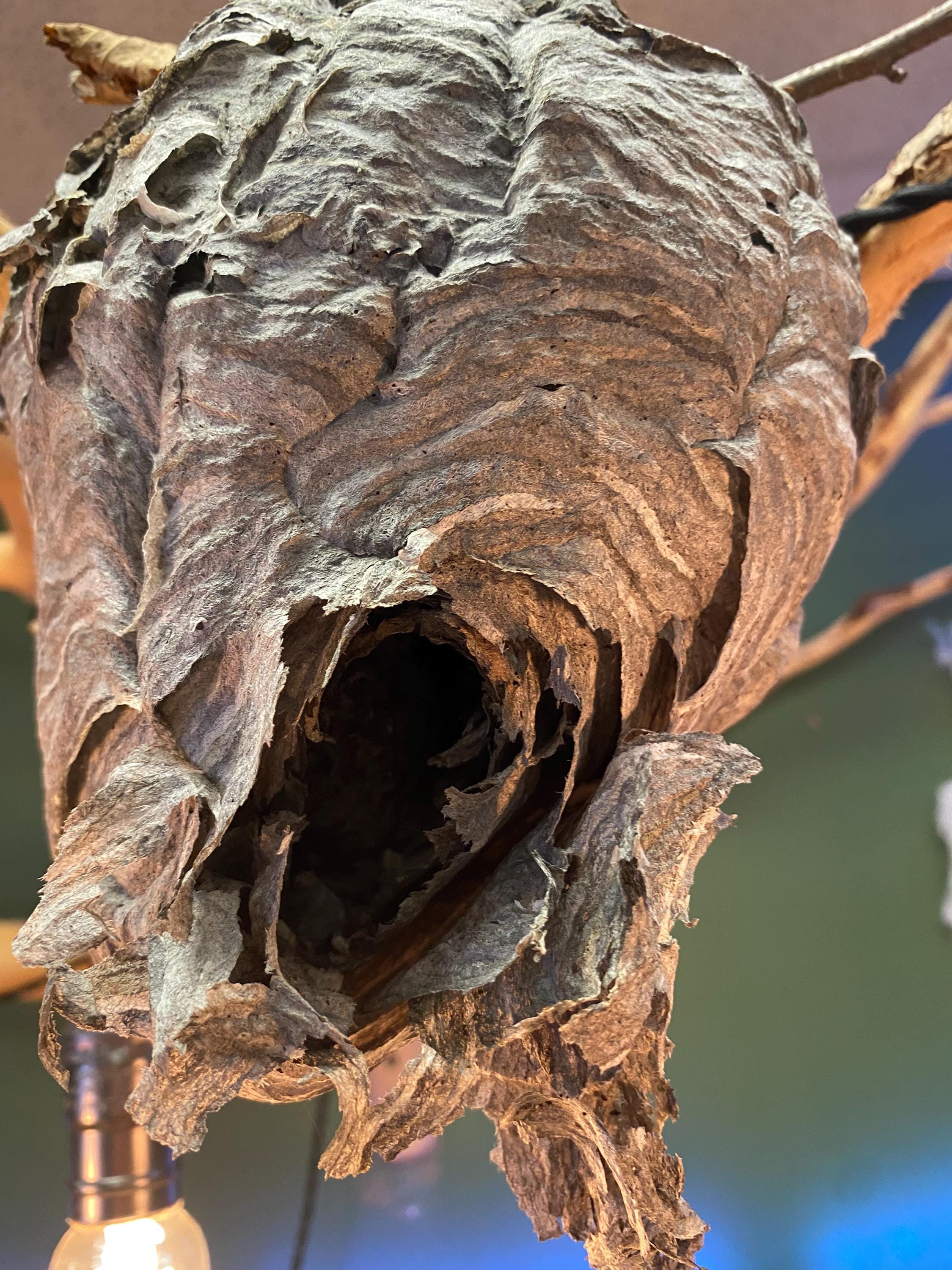 Large Hornets Nest, Bee, Paper Wasp, Honeycomb, Beehive, Oddities, Art ...
