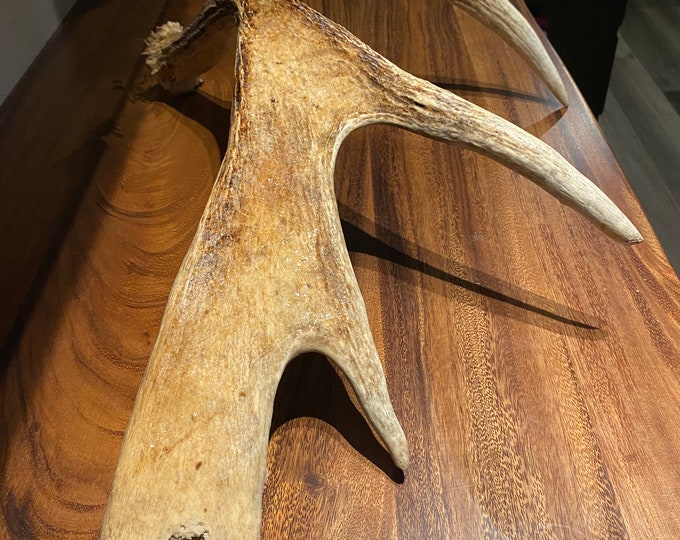 Moose Paddle Natural - Etsy