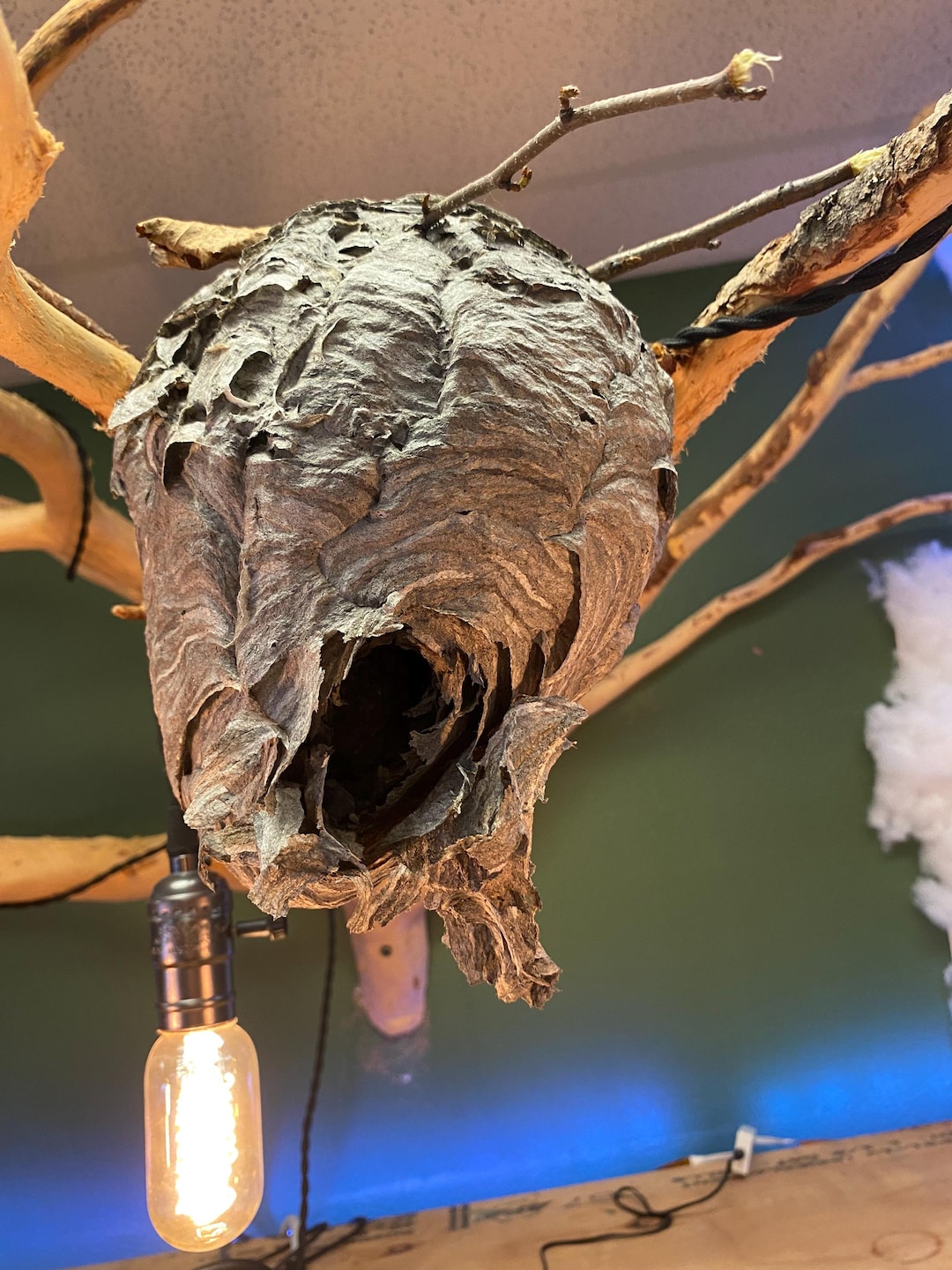 Large Hornets Nest, Bee, Paper Wasp, Honeycomb, Beehive, Oddities, Art ...