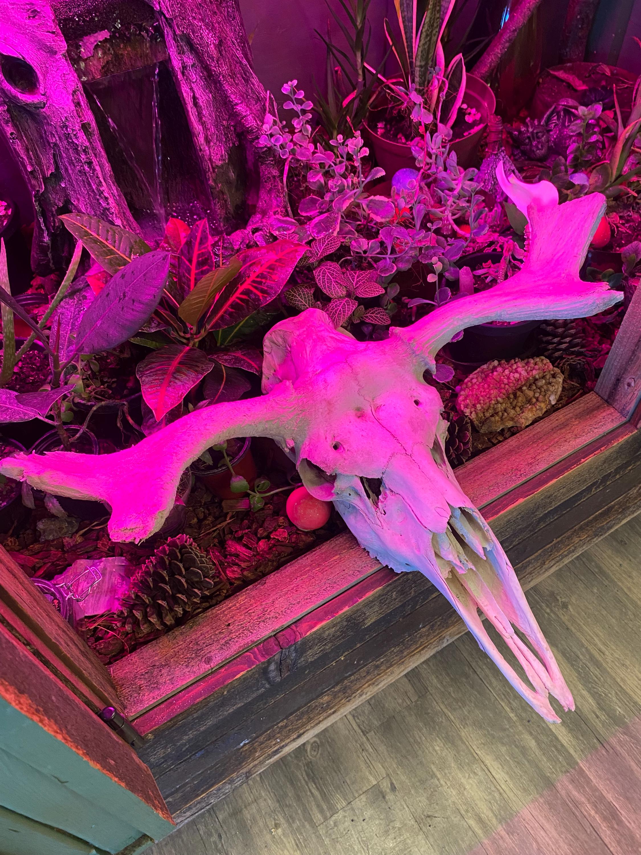 Bull Moose Skull With Horns - Etsy