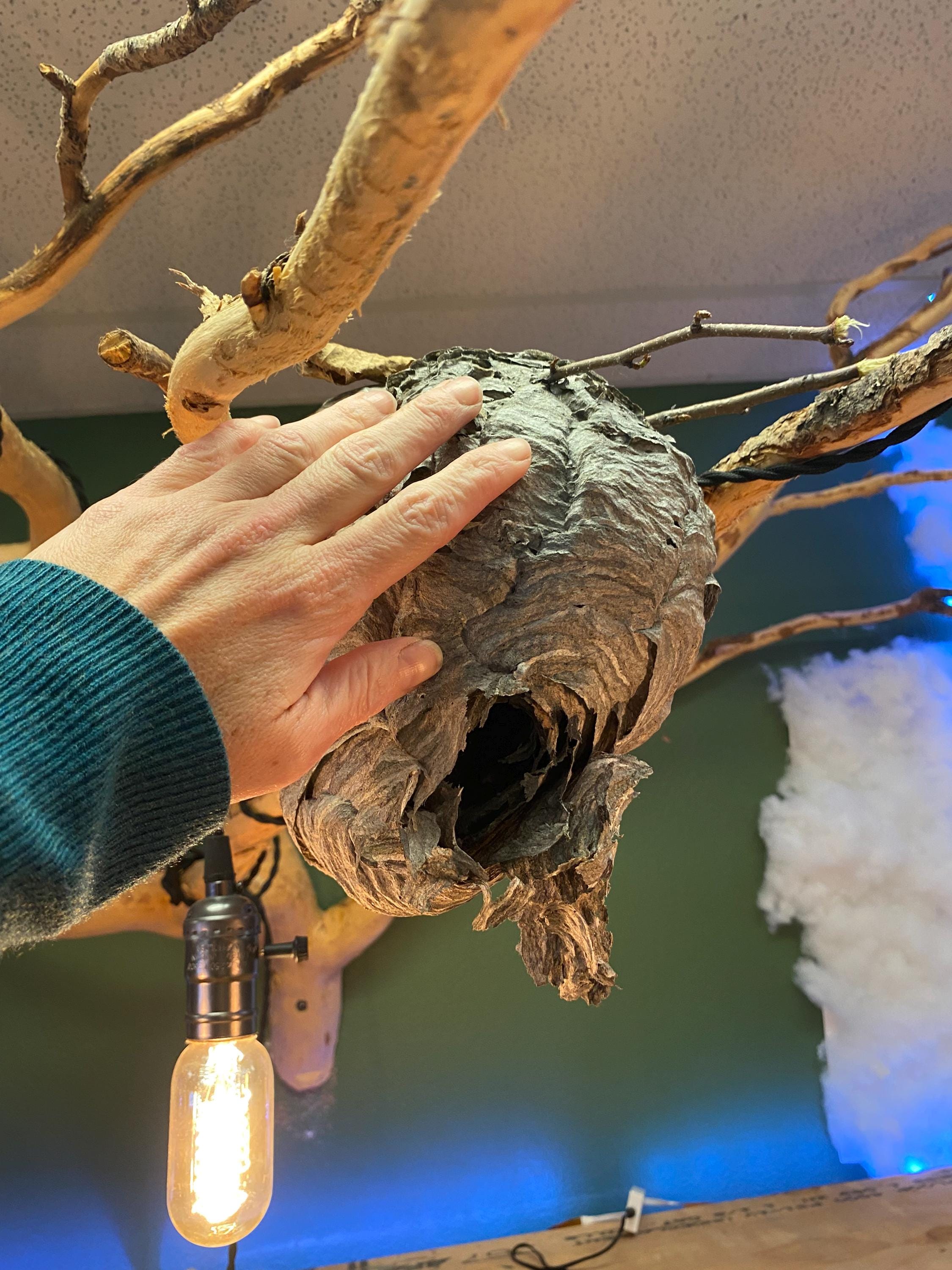 Large Hornets Nest, Bee, Paper Wasp, Honeycomb, Beehive, Oddities, Art ...