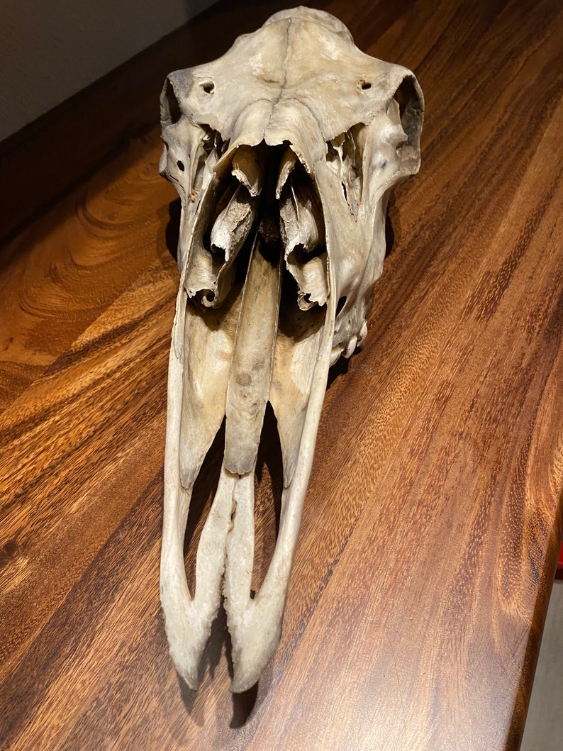 Cow Moose Skull Natural Wildcrafted Unbleached - Etsy