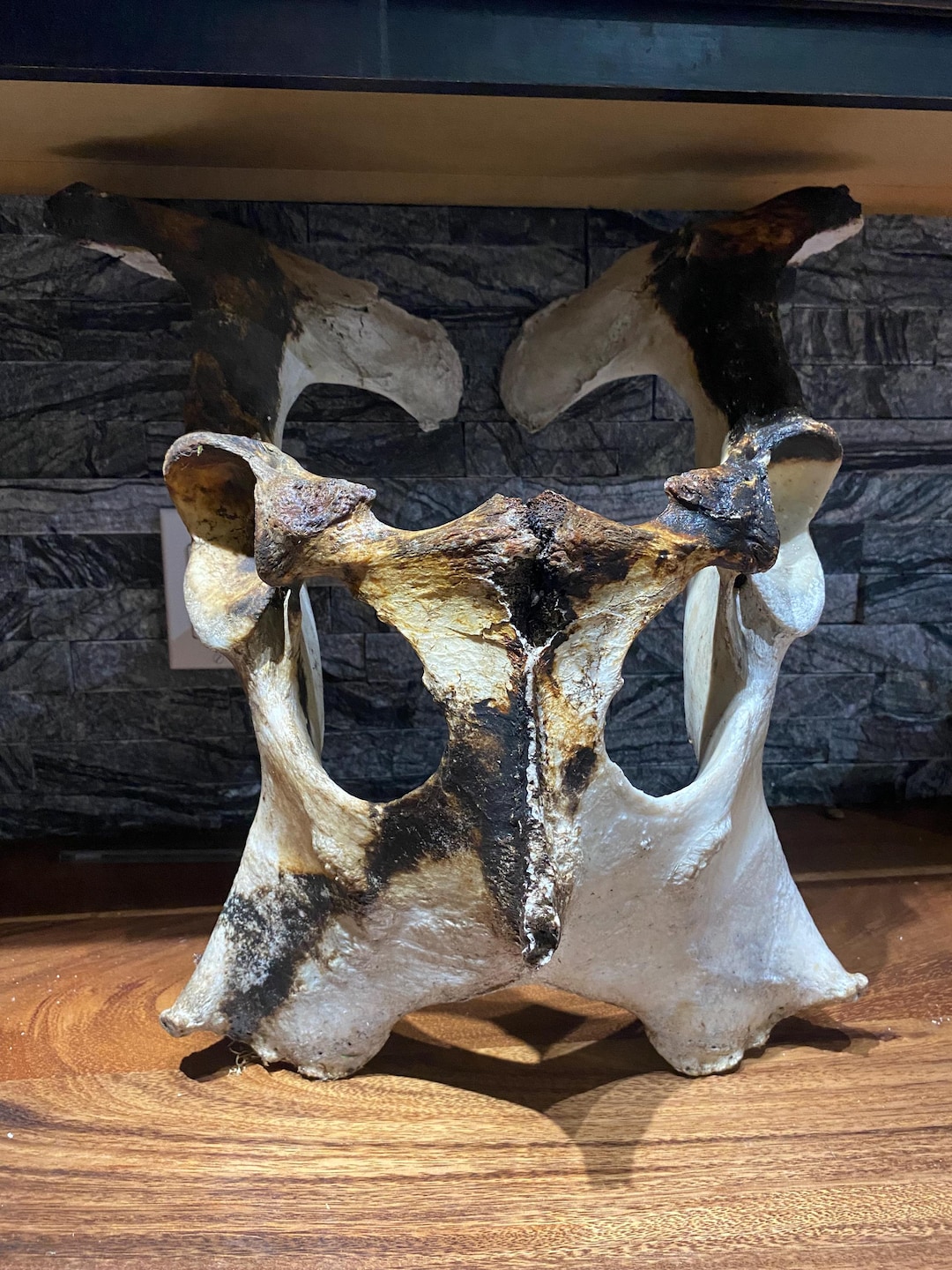 Moose Pelvic Bone - Etsy