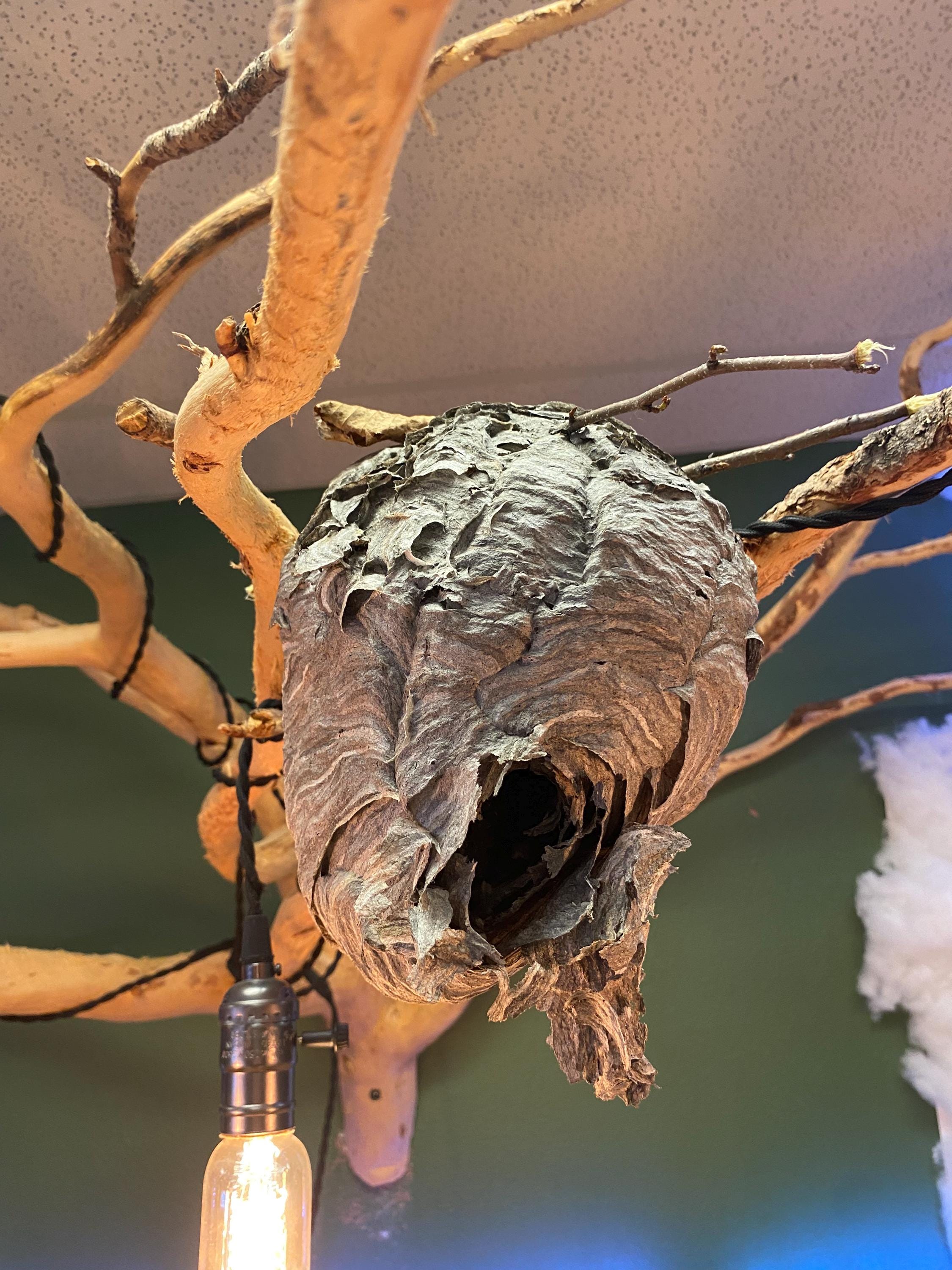 Large Hornets Nest, Bee, Paper Wasp, Honeycomb, Beehive, Oddities, Art ...