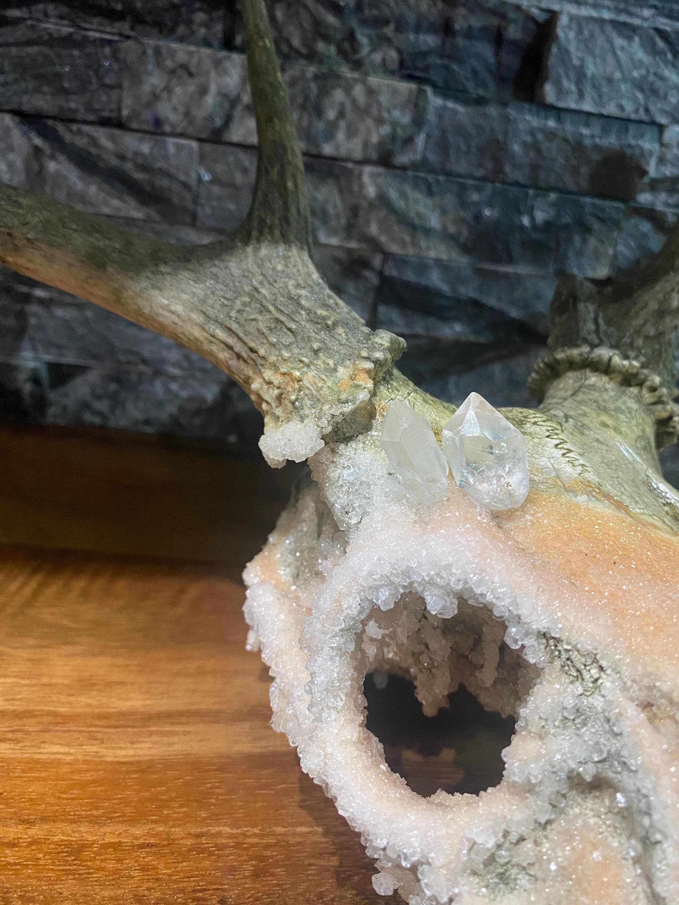 Creamsicle Salt Crystal Buck Skull With Quartz Points, Moss, Witchy ...