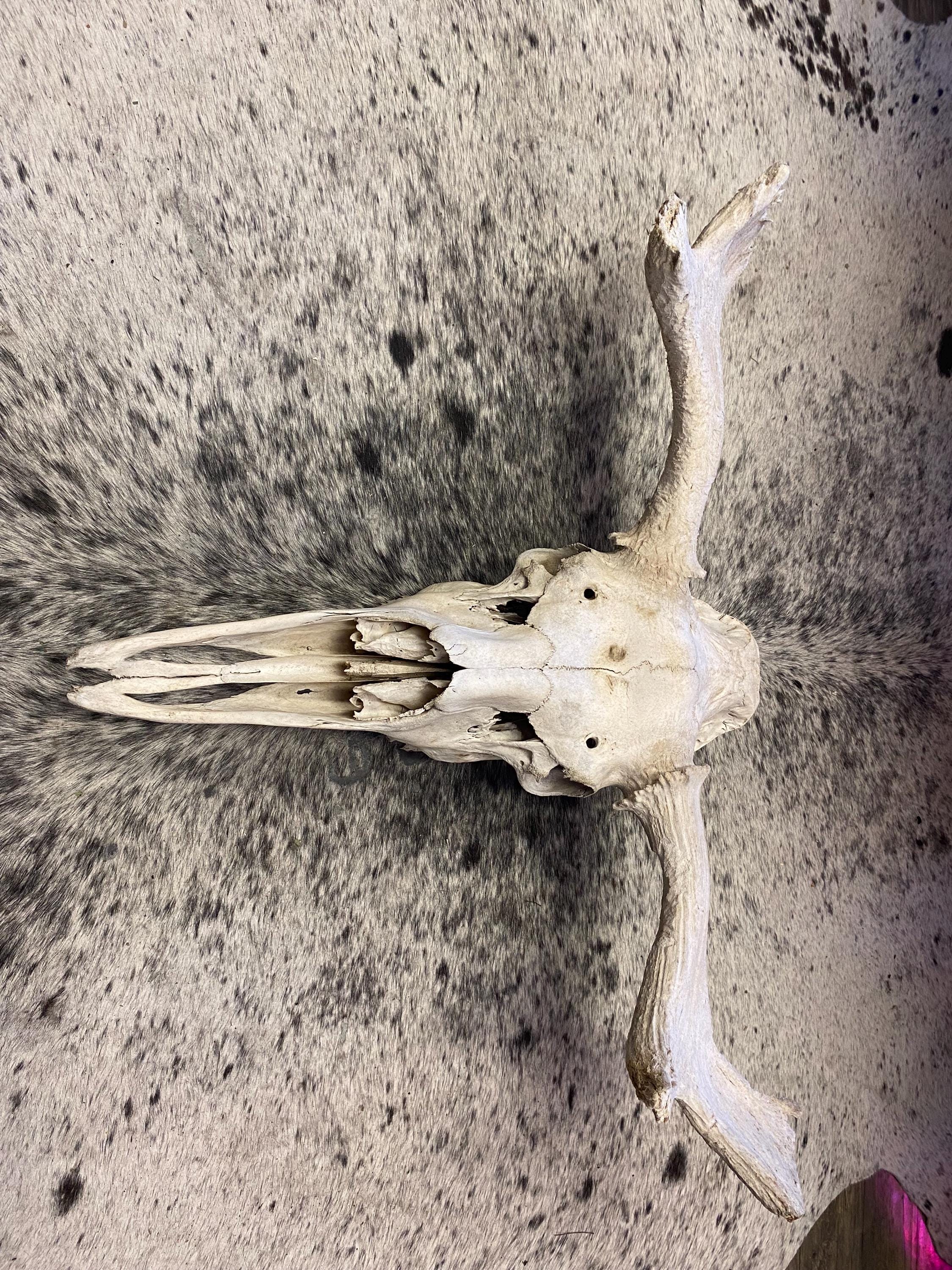 Bull Moose Skull With Horns - Etsy