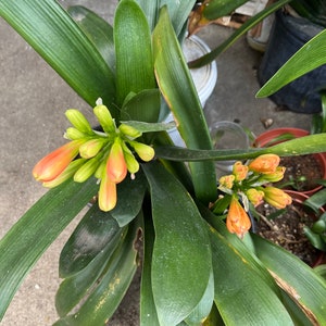 Belgium Hybrid Clivia Mature Orange Live Clivia Plants! - Etsy