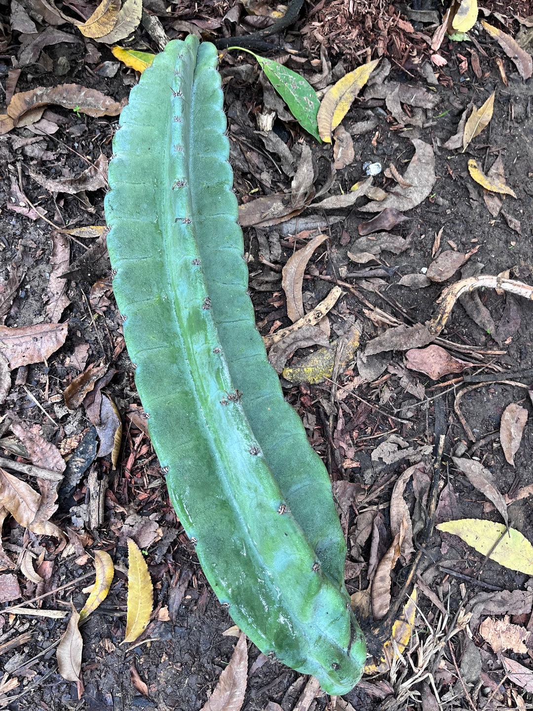 EXACT 24in A Grade Peruvian Apple Cactus Cutting, XL Fruiting Cacti ...