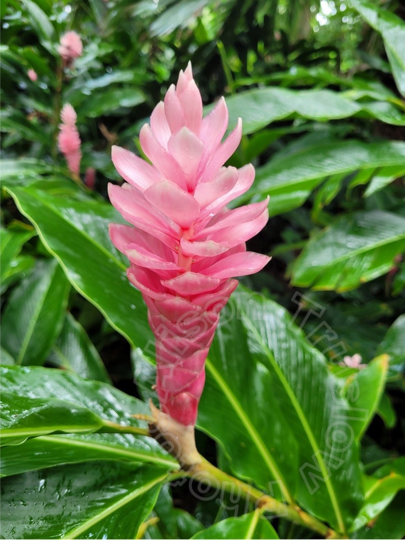 Pink Ginger Flower - Instant Digital Download Image - Etsy