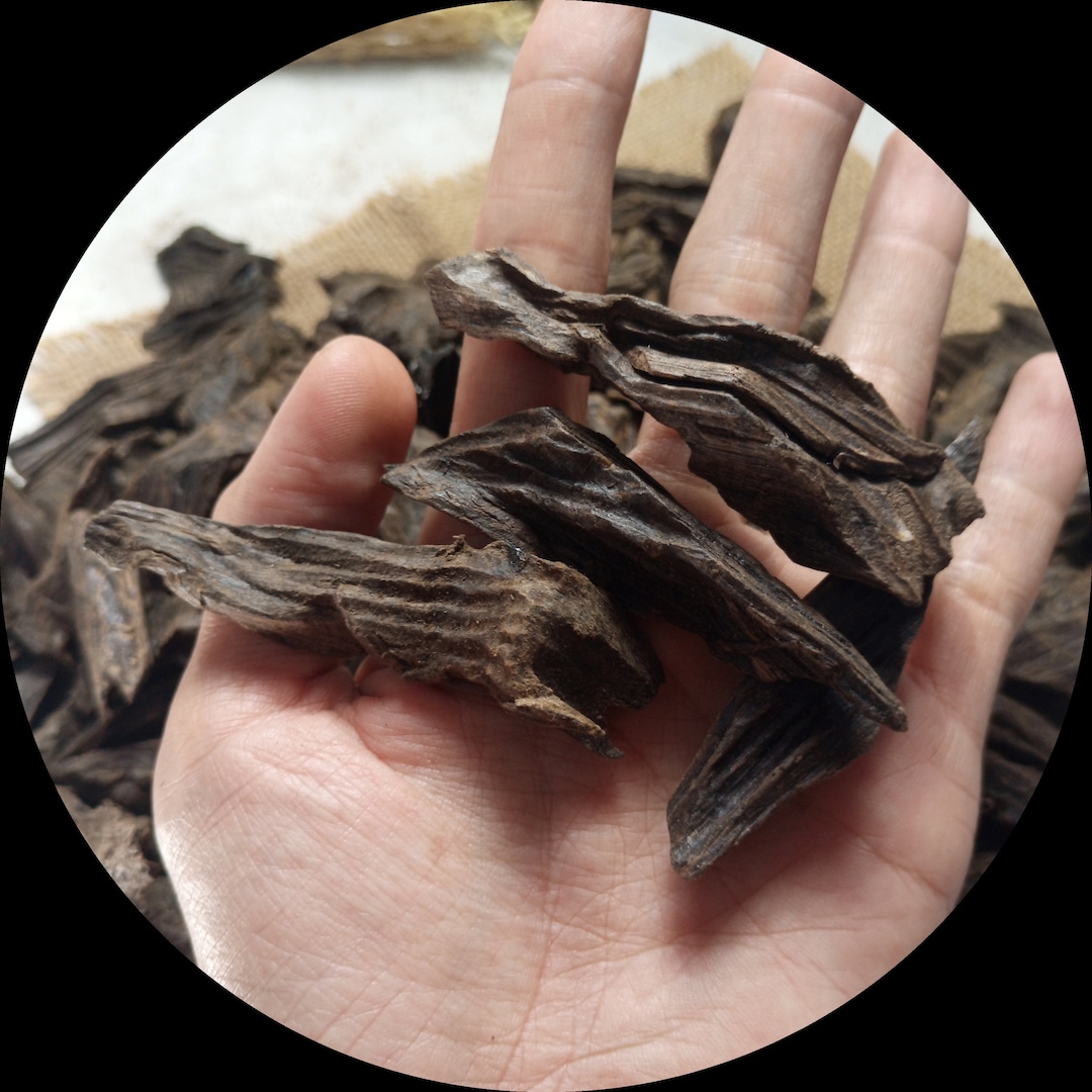 Intense Kalimantan Agar Oud Chips, Aromatic Agar Chips, Rare Indonesian ...