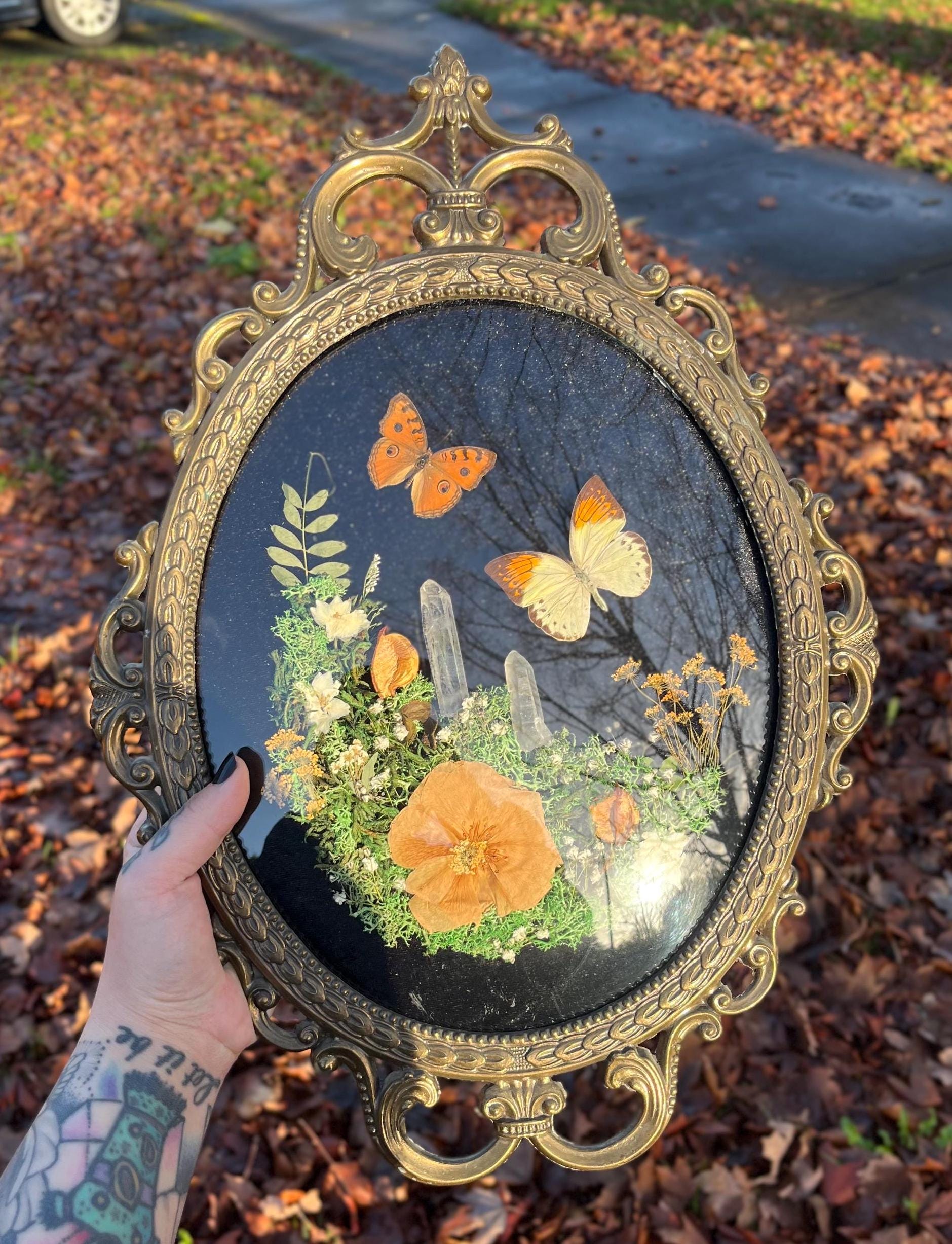 Real Butterfly Taxidermy in Vintage Ornate Frame Crystals Insects W ...