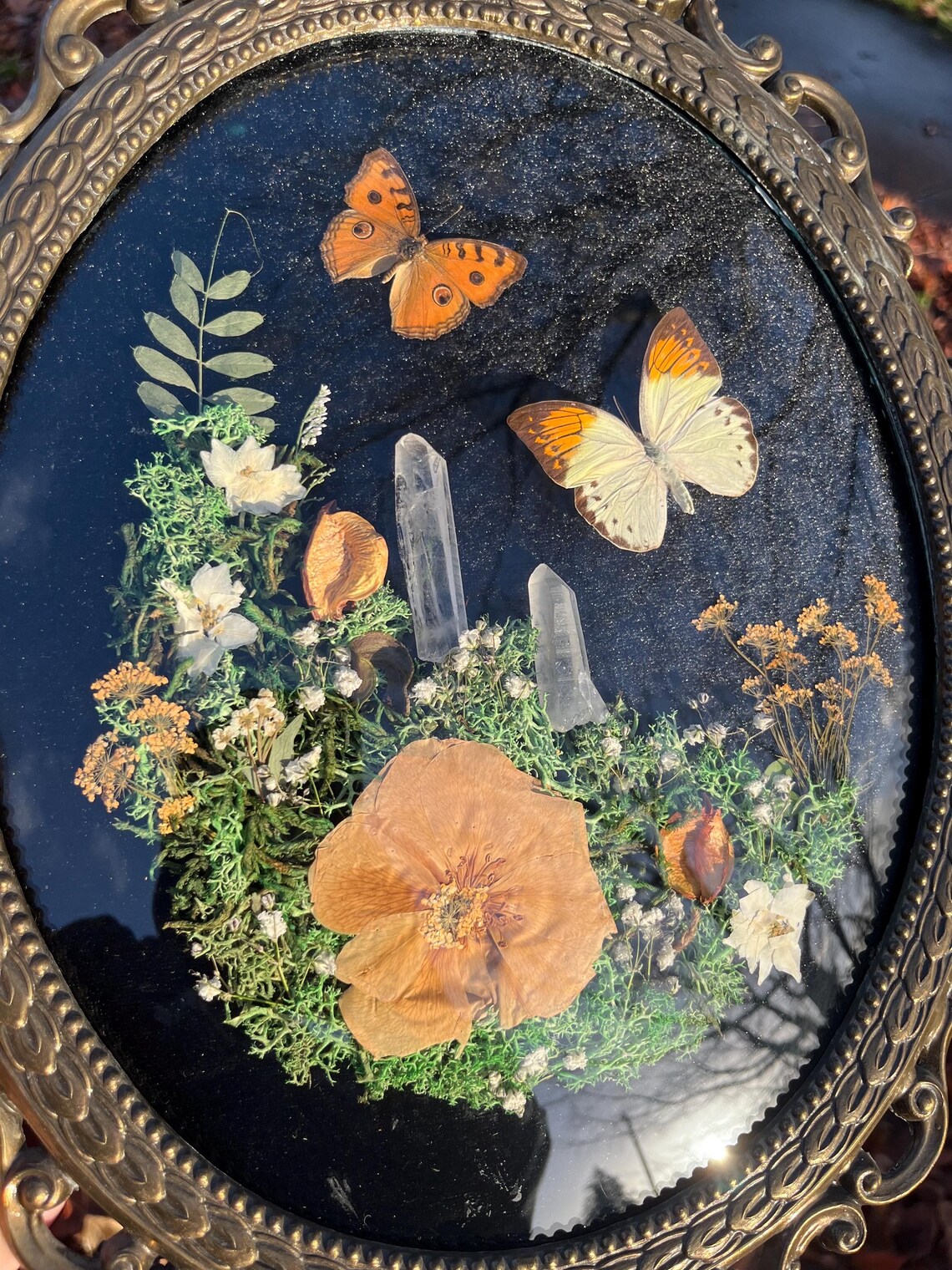 Real Butterfly Taxidermy in Vintage Ornate Frame Crystals Insects W ...