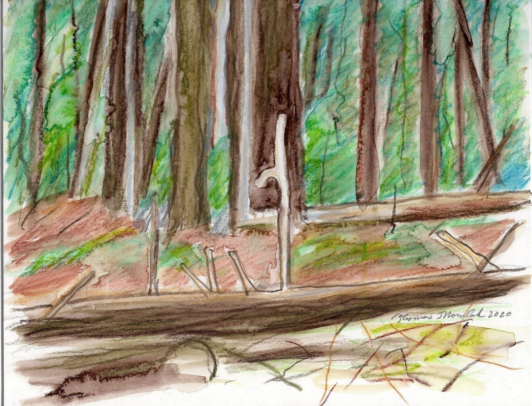 Cook Forest Joyce Kilmer Trail Watercolor 2020 - Etsy