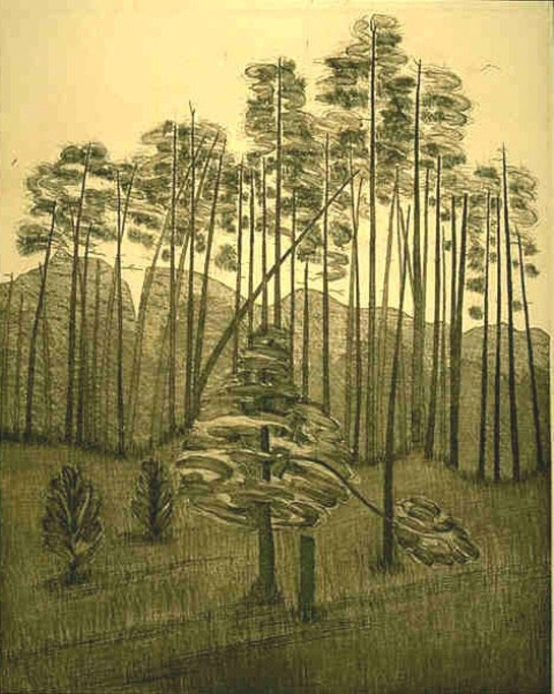 LODGE POLE PINES Etching of Cook Forest - Etsy