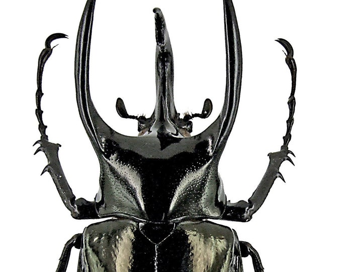 OVERSTOCK: Giant Scarab Beetles, Chalcosoma Caucasus - Etsy
