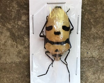 Skull Face Shield Beetle SPREAD Mask Real Insect Bug Taxidermy Craft ...