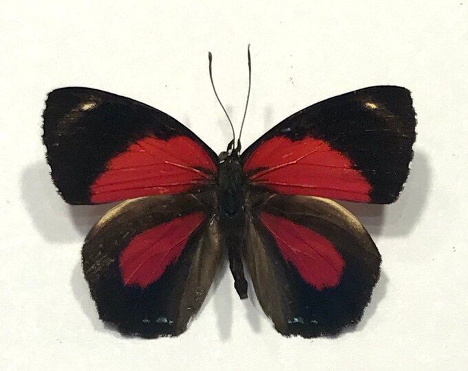 Real Callicore Hystaspes Butterfly, Spread for Your Project or ...