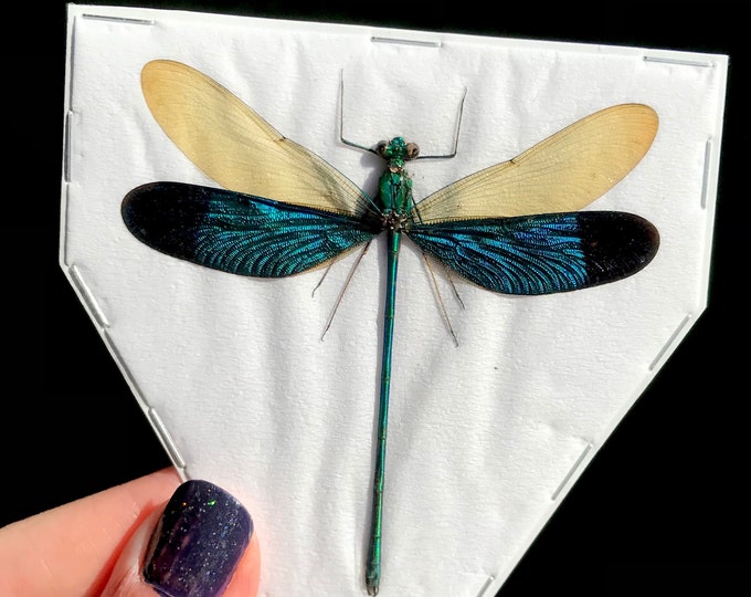 Real Green Metalwing Damselfly, Real Dragonfly, Neurobasis Chinensis - Etsy