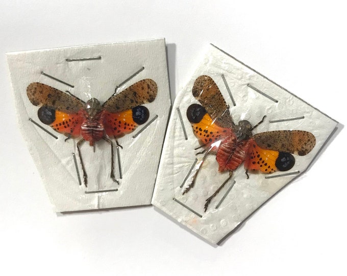 OVERSTOCK: Spread Penthicodes Pulchella, Lanternflies 2-pack - Etsy