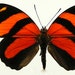 Real Callicore Cynosura Butterfly, Spread for Your Project or Laminated ...
