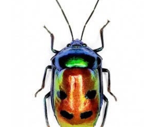 Rainbow Shield Bugs, Calliphara Caesar, Real Dried Beetle Insect ...