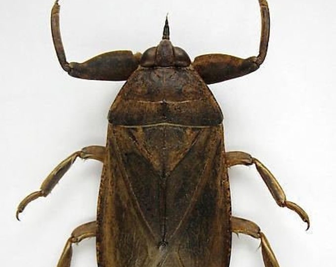 Giant Asian Water Bug, Lethocerus Indicus - Etsy