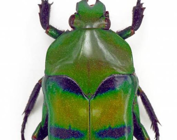 Green & Blue Flower Beetle Ischiopsopha Bifasciata Real Insect - Etsy