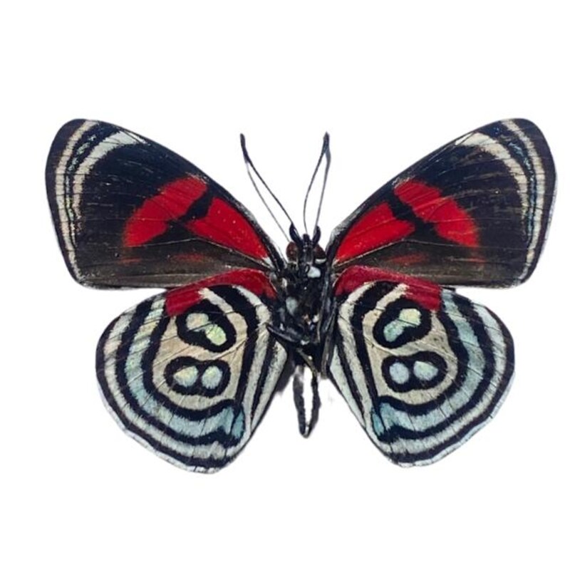 InsectArt - Etsy