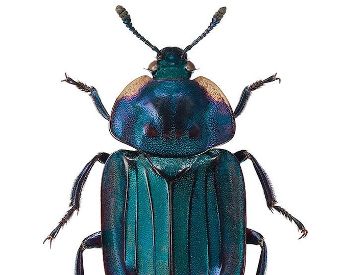 Teal Carrion Beetles, Necrophila Renatae, Real Dried Beetle Insect ...