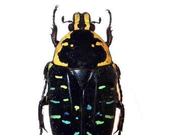 Giant Stag Beetles, Cyclomattus Metallifer Finae Males Real - Etsy
