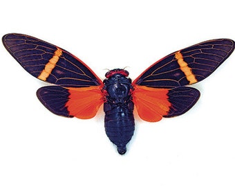 OVERSTOCK: spread Penthicodes pulchella Lanternflies 2-pack | Etsy