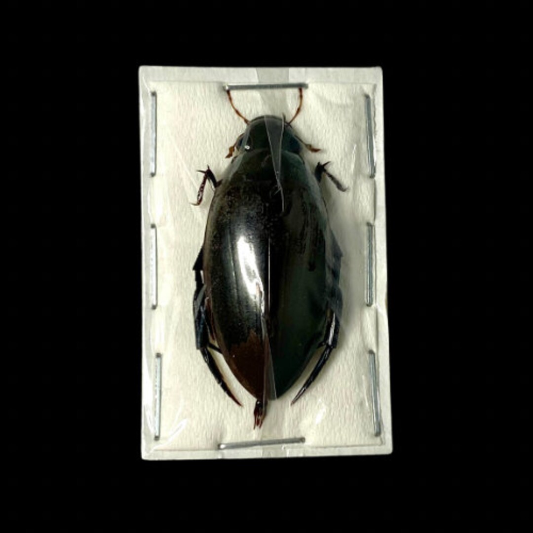 Large Scavenging Water Beetle (hydrophilus Bilineatus) Real Dried ...