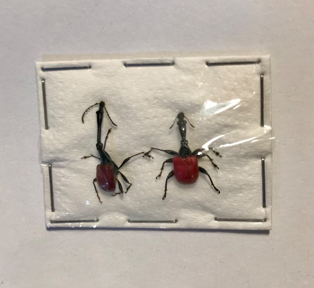 OVERSTOCK: Giraffe Weevils, Trachelophorus Giraffa PAIRS - Etsy