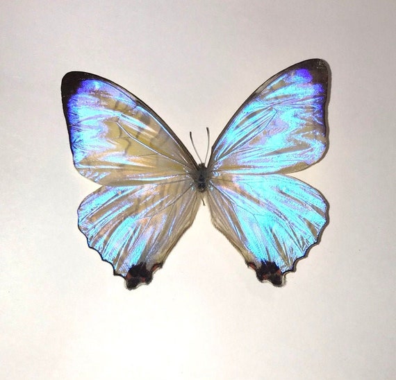 Real Morpho Sulkowski Butterfly Spread for Your Project or - Etsy