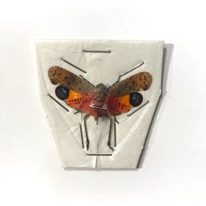 OVERSTOCK: Spread Penthicodes Pulchella, Lanternflies 2-pack - Etsy