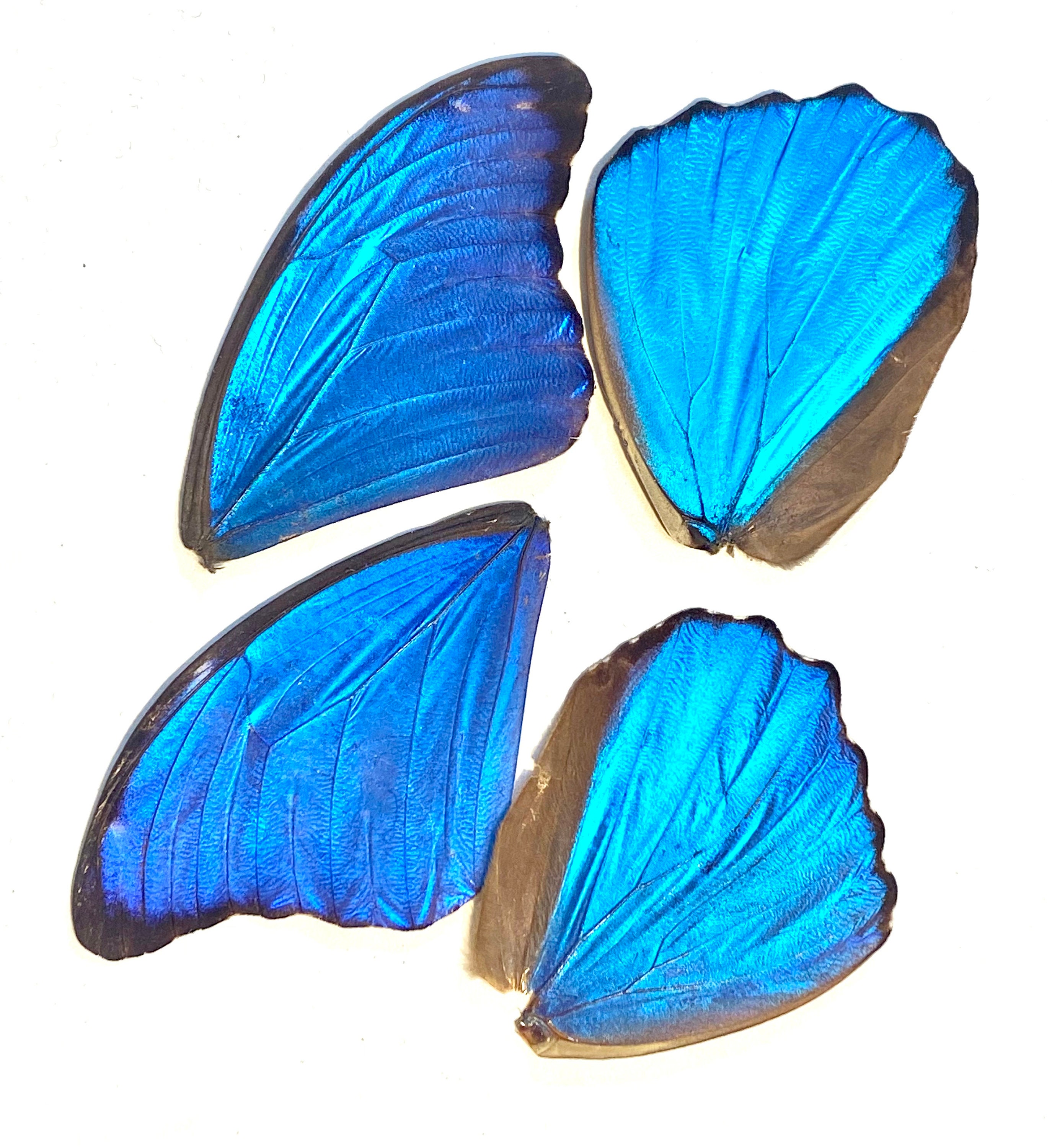 Blue Morpho Butterfly Wings