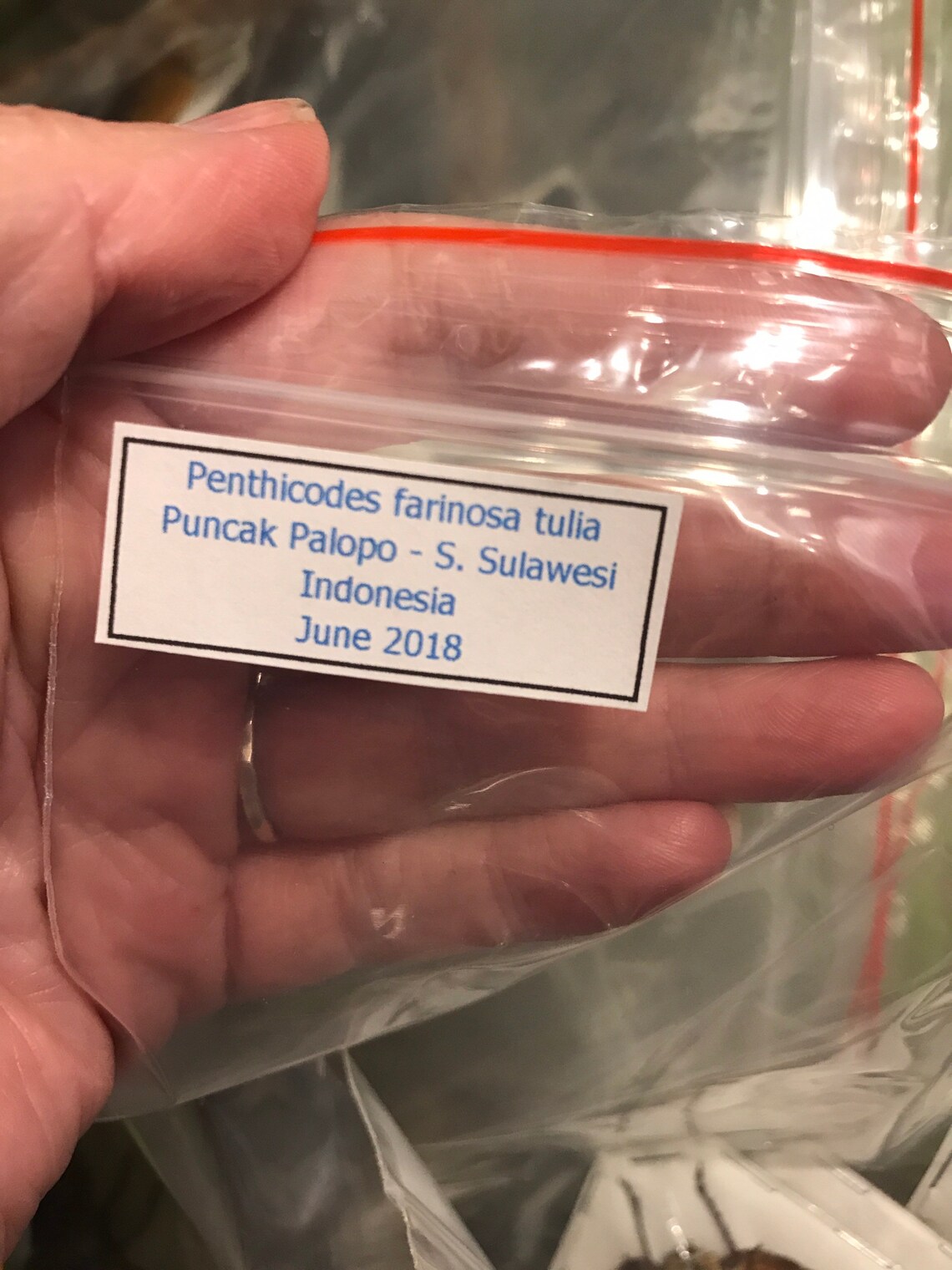 OVERSTOCK: Spread Penthicodes Farinosa Tulia Lanternflies | Etsy