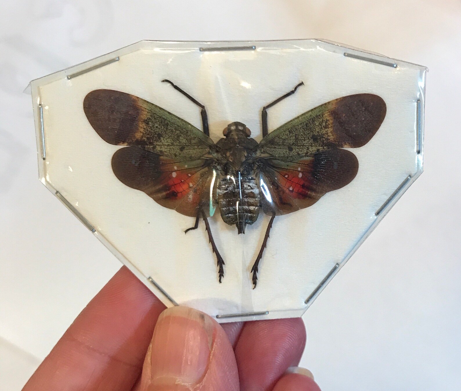 OVERSTOCK: Spread Penthicodes Farinosa Tulia Lanternflies | Etsy