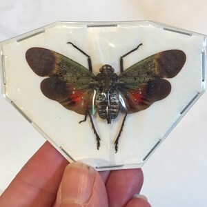 OVERSTOCK: Spread Penthicodes Farinosa Tulia, Lanternflies 2-pack - Etsy