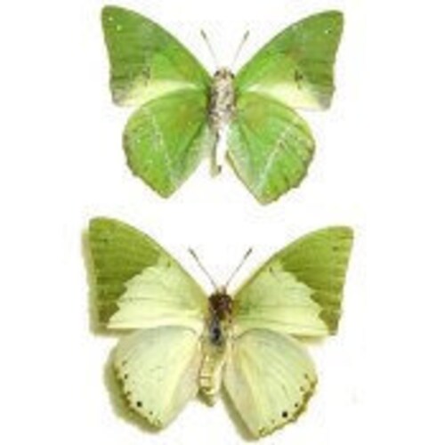 OVERSTOCK: Giant Scarab Beetles Chalcosoma Atlas | Etsy