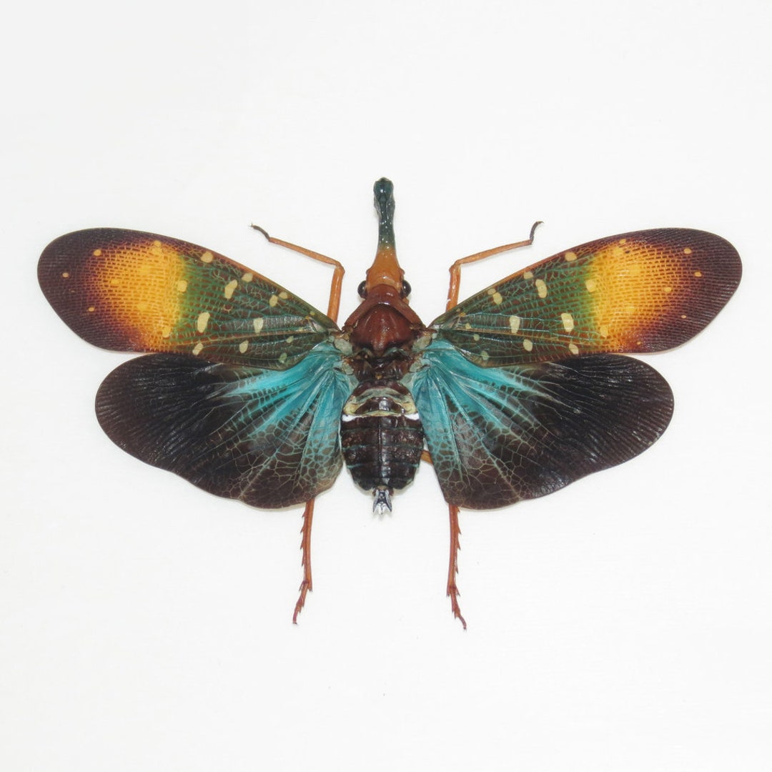 OVERSTOCK: Real Blue Lanternfly, Pyrops Gunjii - Etsy
