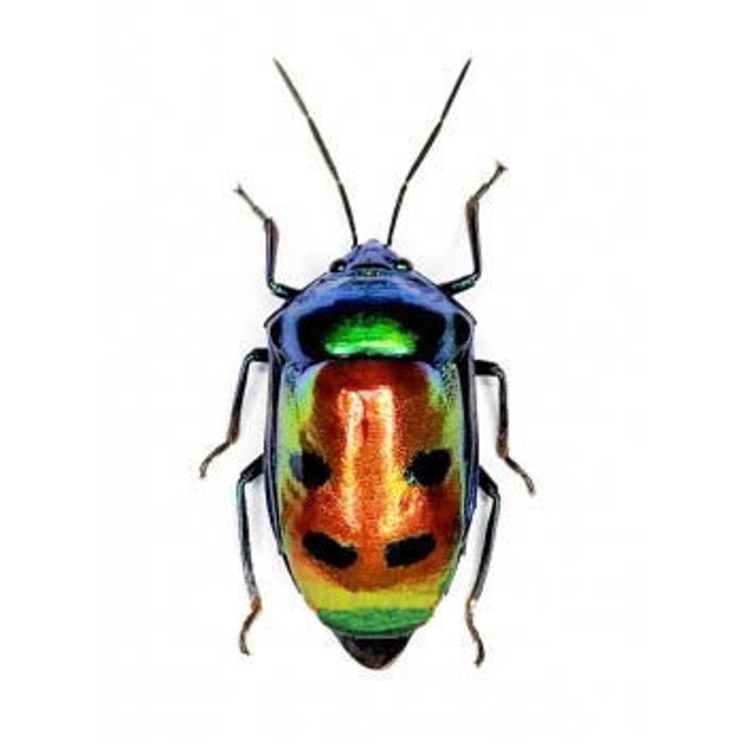 Rainbow Shield Bugs, Calliphara Caesar, Real Dried Beetle Insect ...