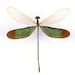 Real Green Metalwing Damselfly, Real Dragonfly, Neurobasis Chinensis - Etsy