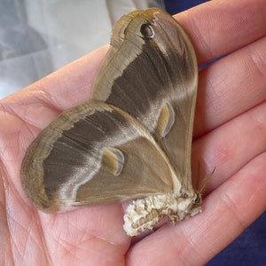 Samia Cynthia Real Silk Moth, for Your Project - Etsy