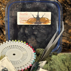 Beetle Mounting Kit for Beginners, With Real Beetles and Tools - Etsy