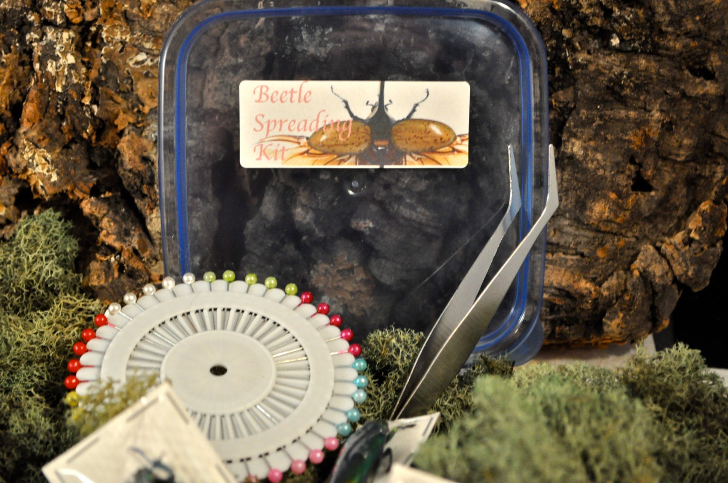 Beetle Mounting Kit for Beginners With Real Beetles and Tools - Etsy