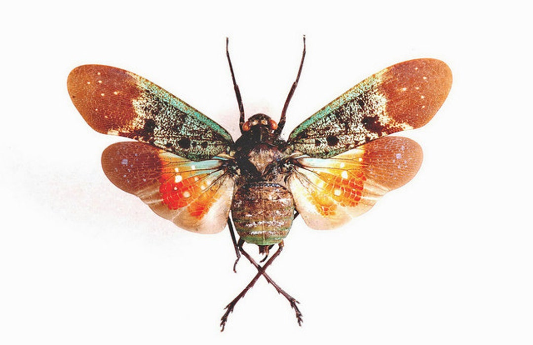 OVERSTOCK: Spread Penthicodes Farinosa Tulia, Lanternflies 2-pack - Etsy