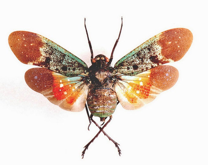 OVERSTOCK: Spread Penthicodes Farinosa Tulia, Lanternflies 2-pack - Etsy