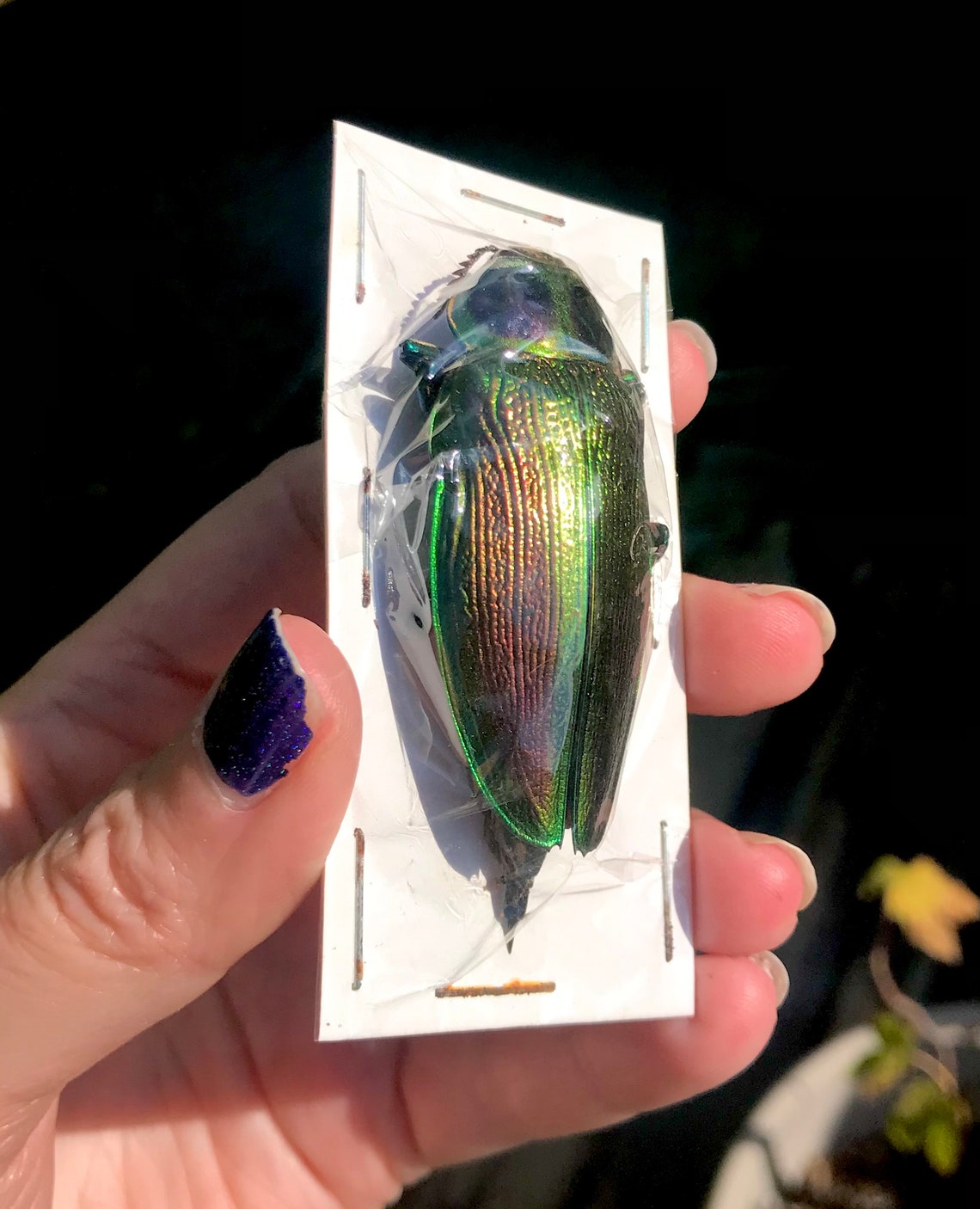 Giant Jewel Beetles Euchroma Gigantea - Etsy